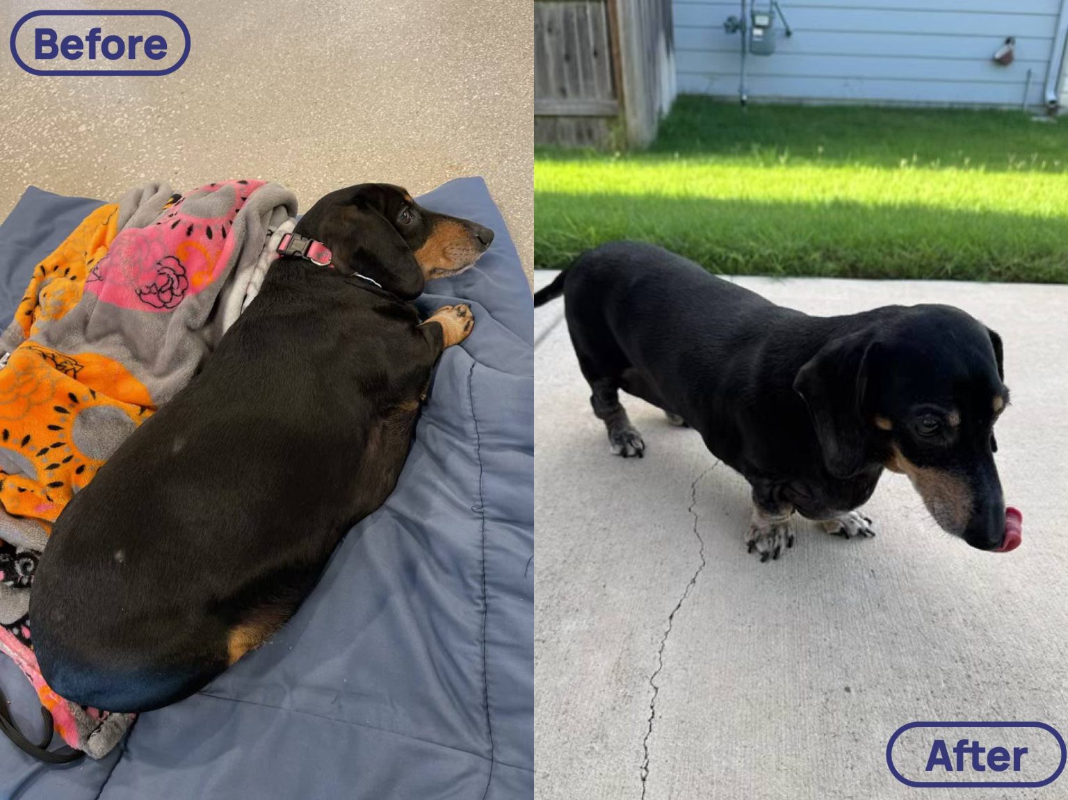 My 13-Year-Old Dachshund Was Struggling With Her Weight—Fresh Food ...